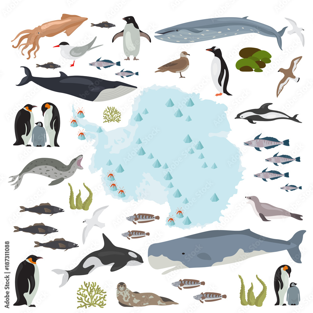 Vector de Stock Antarctic, Antarctica, flora and fauna map, flat ...