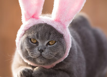 Easter Kitten Rabbit Ears Free Stock Photo - Public Domain Pictures