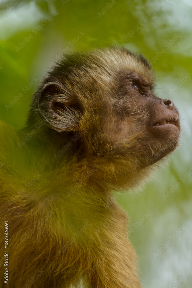 Capuchin Monkey in Serra da Capivara, PI, Brazil Stock Photo | Adobe Stock