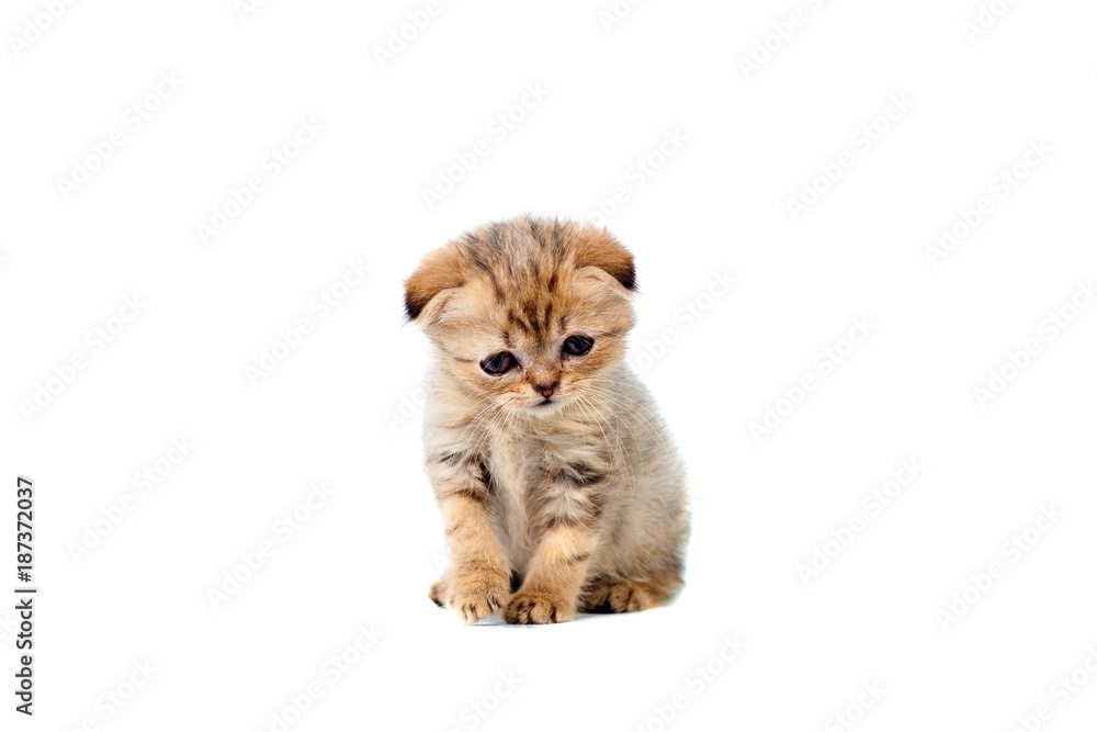 sad very small fluffy kitten scottish fold on white isolated background ...