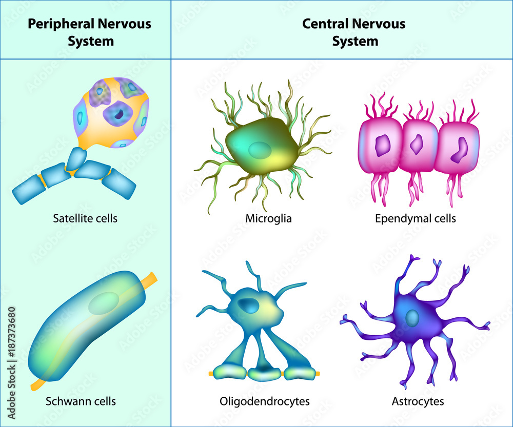 Types of Neuroglia: oligodendrocytes, astrocytes, microglia, schwann ...