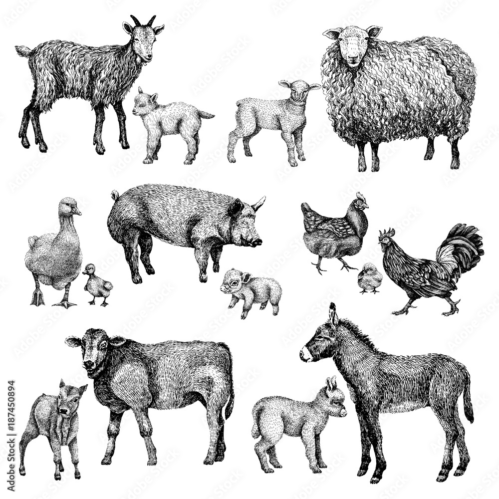 Farm baby mother animals set. Hand draw line art style illustration ...
