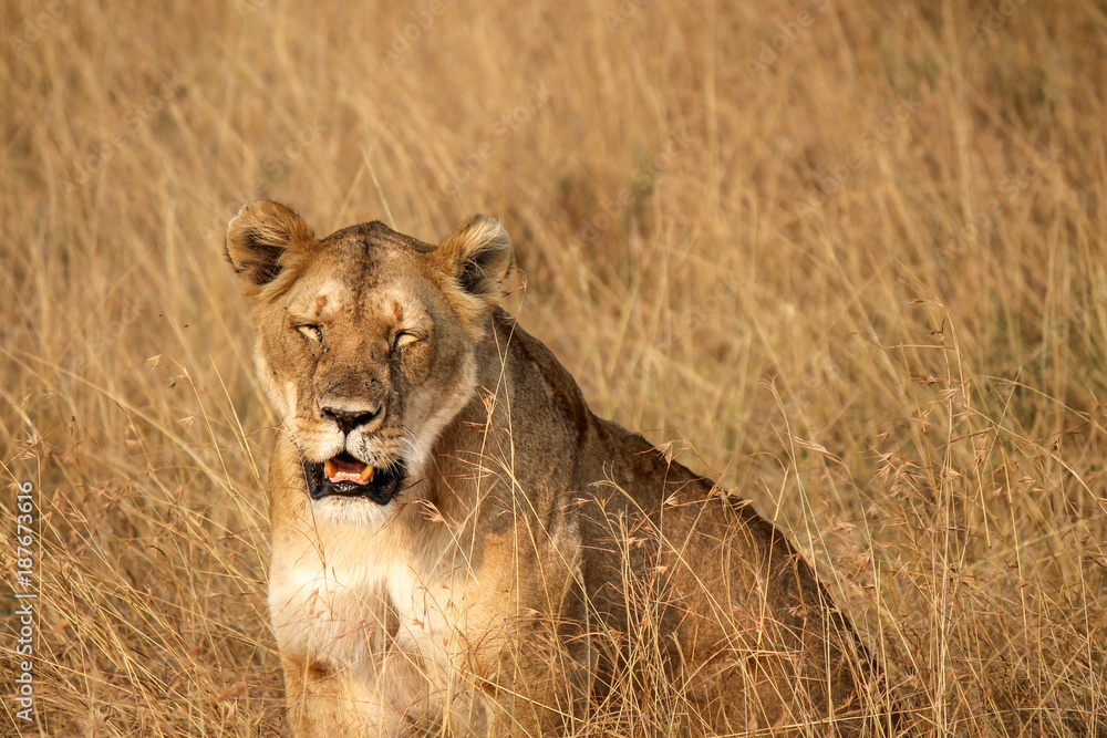 Female East African Lion - Scientific name: Panthera leo melanochaita ...