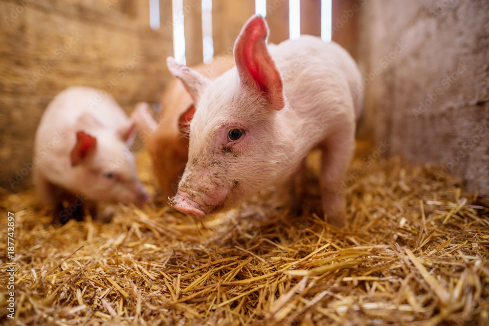 Shallow depth of field pig portrait at pigsty. Pig farm. Group of pigs ...