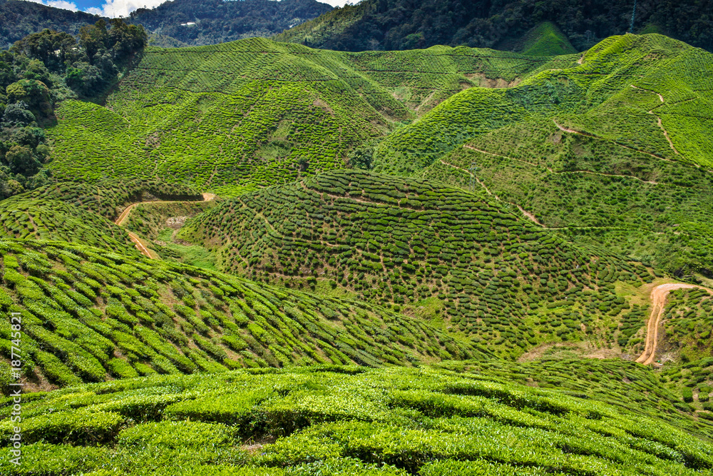 Beautiful view of the Bharat Tea Plantation with its tea shrubs at the ...