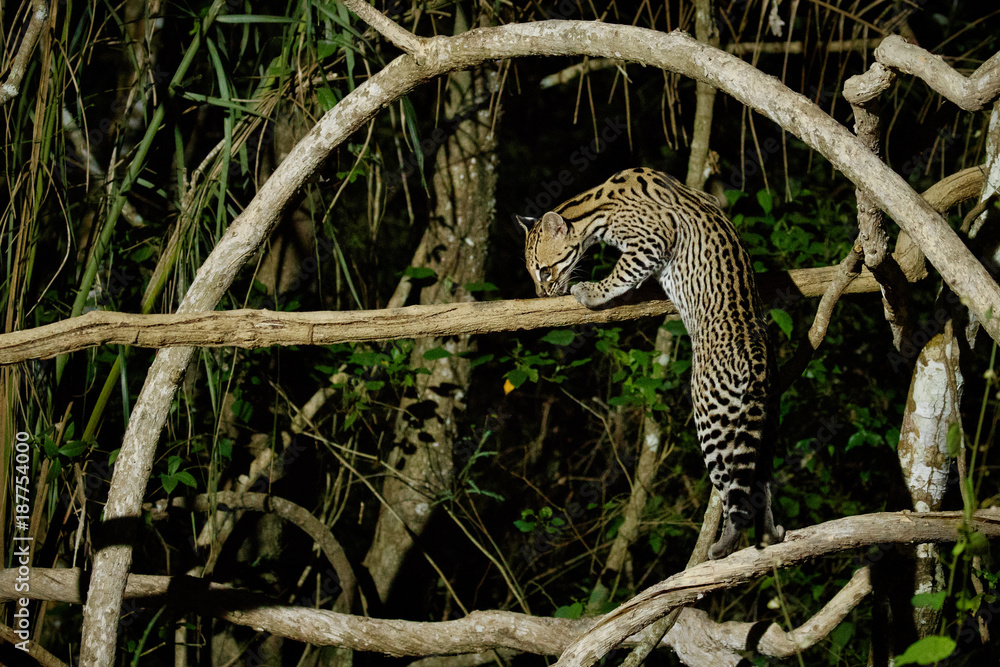 Very rare ocelot in the night of brazilian jungle, endangered and ...