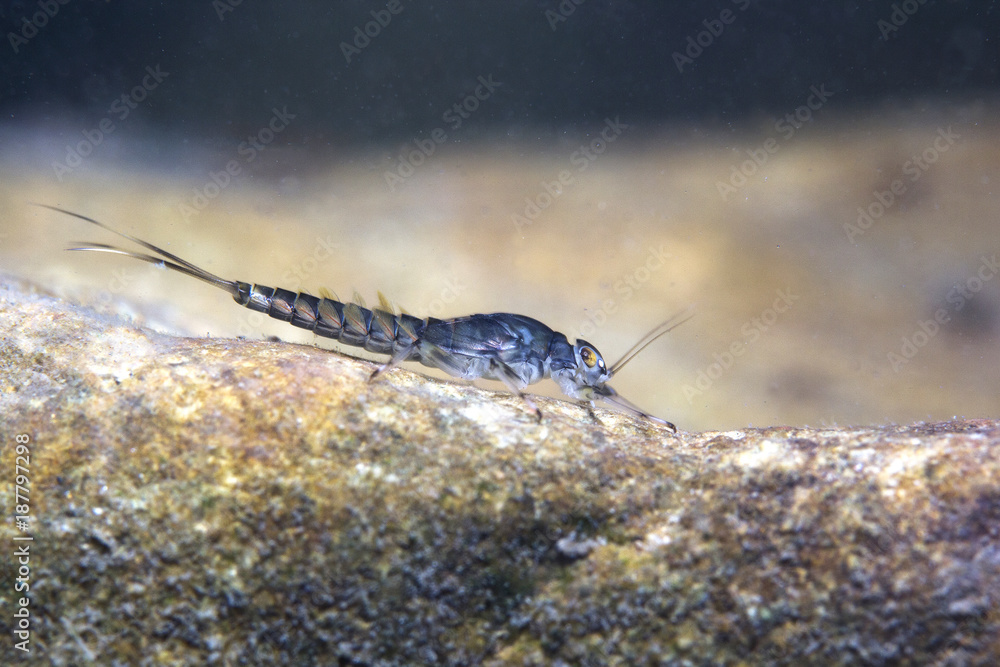 Mayfly nymph close up. Mayfly only live a very short life as adult form ...