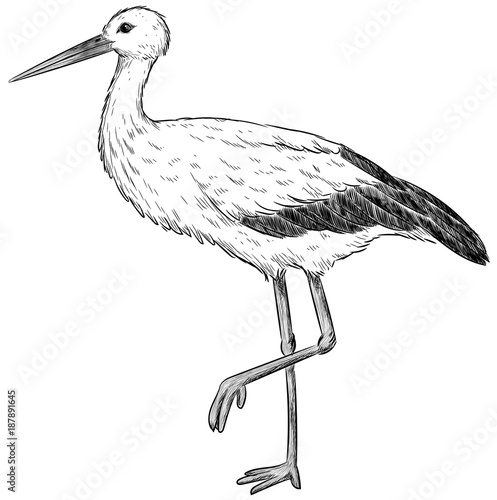 Storch - Vektor-Illustration Stock-Vektorgrafik | Adobe Stock