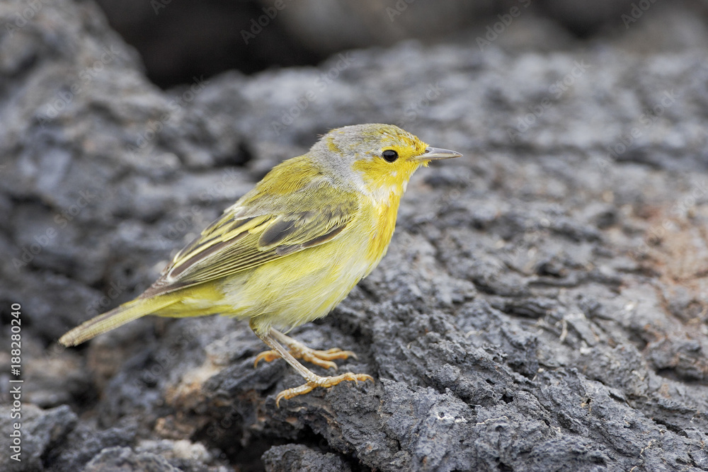 Stock-Foto „Mangrove warbler (Setophaga petechia aureola) molting ...
