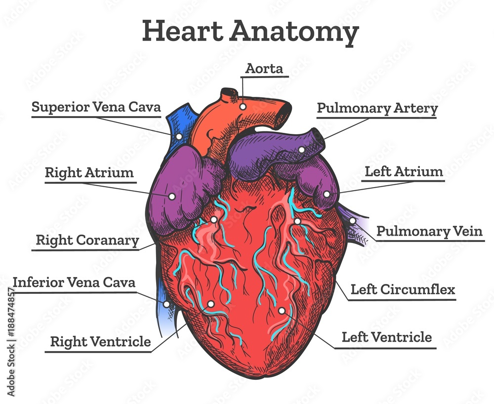 Heart anatomy colored sketch. Anatomic human cardiac muscle diagram ...