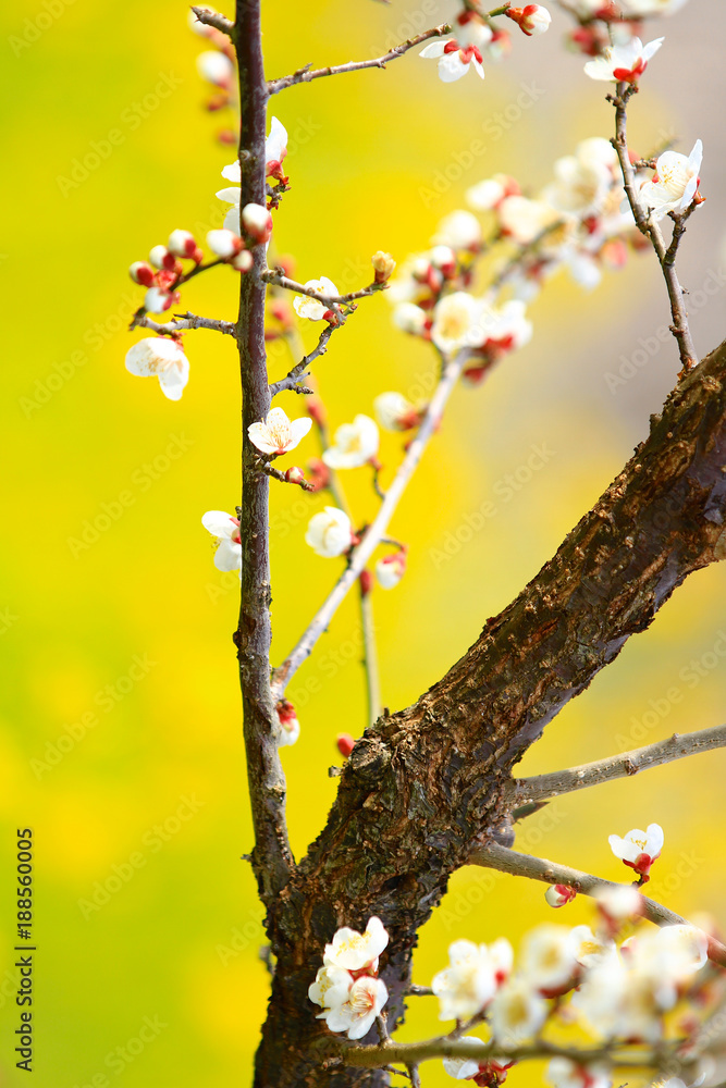 Japanese Apricot(Plum Blossom) in Minabe Town Wakayama Prefecture Japan ...