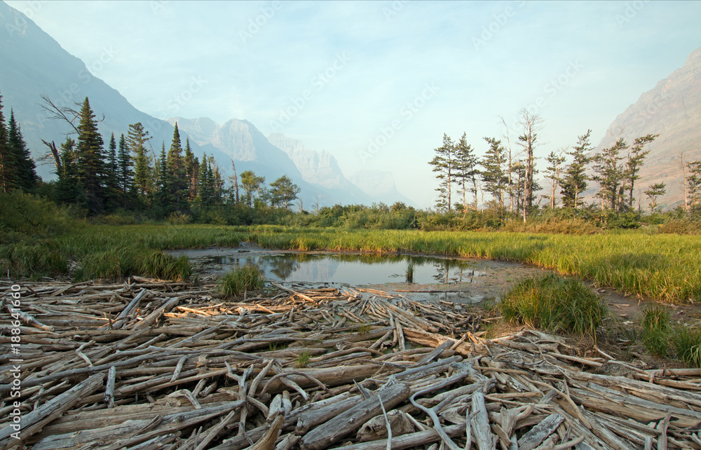 DEAD WOOD AT MARSH POND ON THE SHORES OF SAINT MARY LAKE AT WILD GOOSE ...