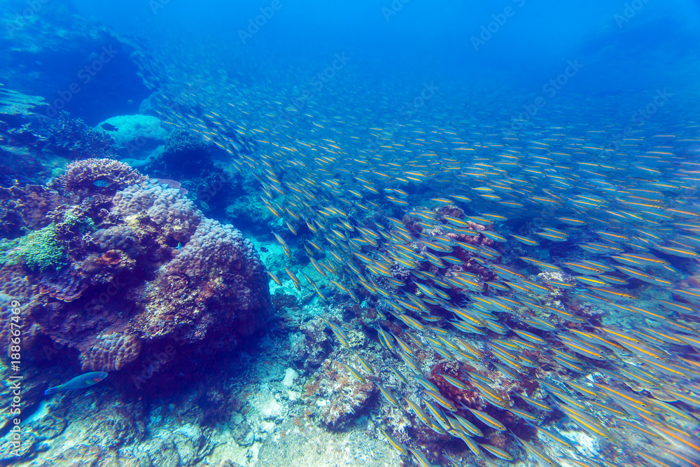 Big school of bright yellow fishes swimming through deep blue sea near ...