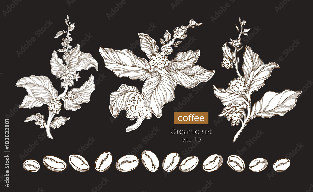 Vector set of coffee tree branch Stock Vector | Adobe Stock