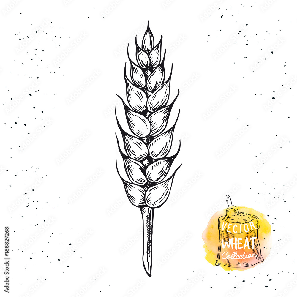 Hand drawn sketch illustration of wheat. Vector wheat elements for ...
