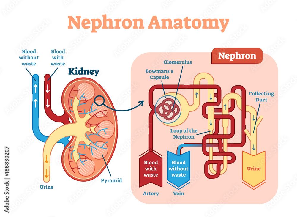 Vector de Stock Kidney Nephron anatomy, vector illustration diagram ...