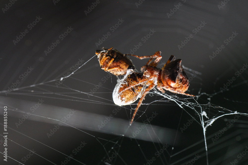 Spider eating prey in web. Spider eat a small insect Stock Photo ...