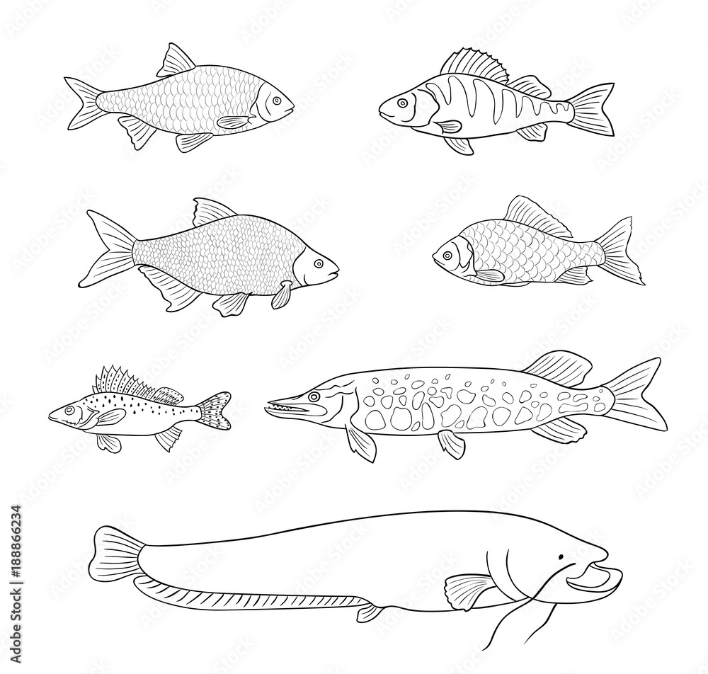 Freshwater fish in outlines - vector illustration Stock Vector | Adobe ...