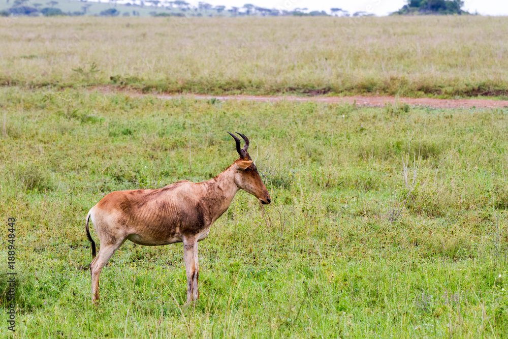 African antelope - the hartebeest (Alcelaphus buselaphus), also known ...