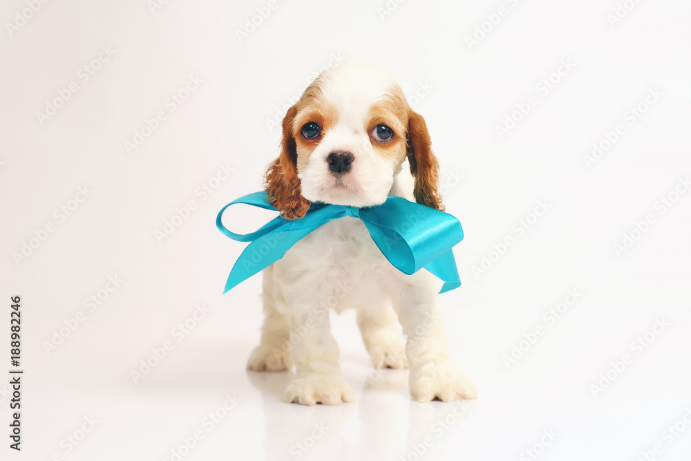 White and red American Cocker Spaniel puppy standing indoors on a white ...