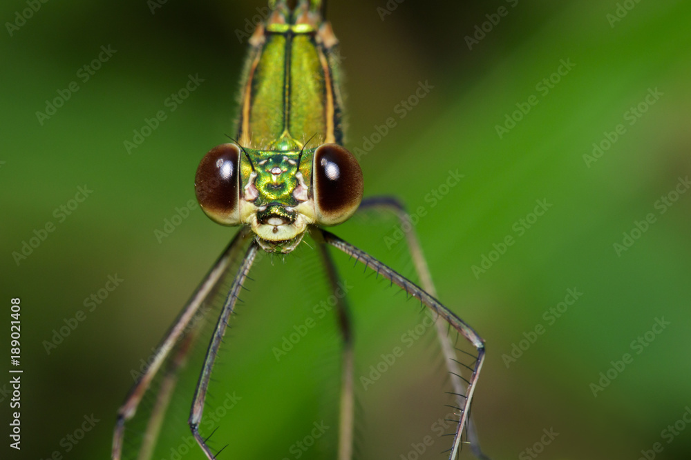 Image of Oriental Green-Wing Dragonfly(Female),Neurobasis chinensis ...