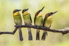 Four Birds On A Branch Free Stock Photo - Public Domain Pictures