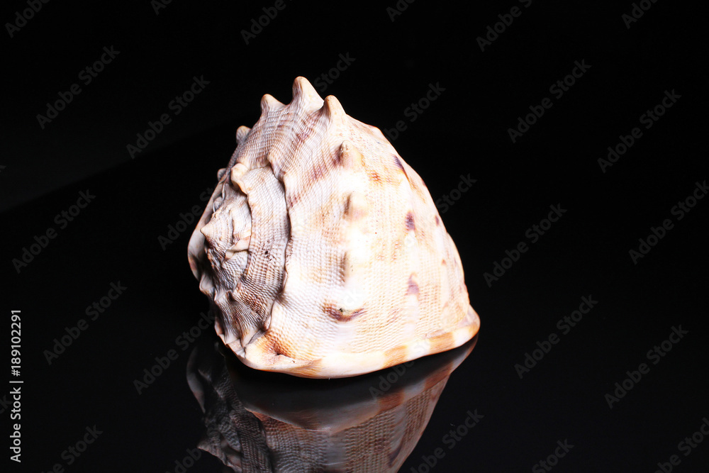 Sea snail shell. Big sea Snail shell on black reflective studio ...