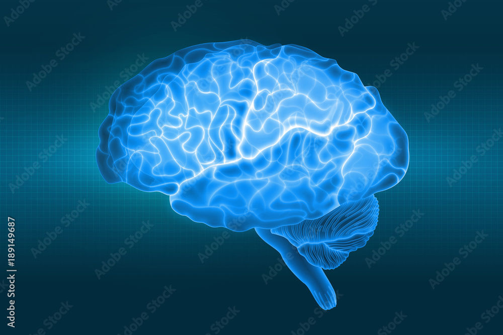 Human brain is a side view in X-rays. Parts of the brain. 3d ...