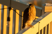 Sharp-shinned Hawk Free Stock Photo - Public Domain Pictures