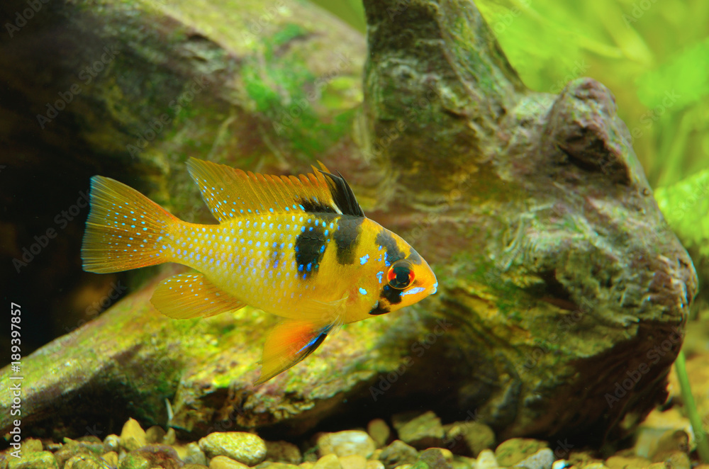Foto Dwarf butterfly cichlid German Ram cichlid Mikrogeophagus ramirezi ...