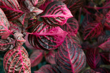 Iresine Bloodleaf Plant Free Stock Photo - Public Domain Pictures