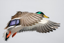 Mallard Drake Close-up Free Stock Photo - Public Domain Pictures