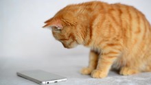 A Cat With A Cell Phone Free Stock Photo - Public Domain Pictures