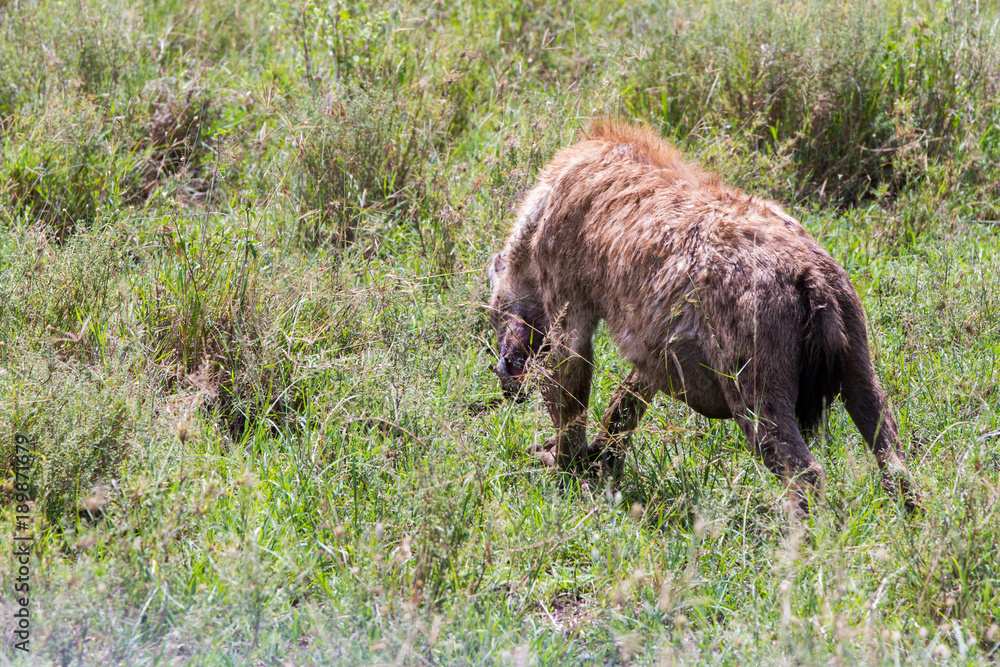 The spotted hyena (Crocuta crocuta), also known as the laughing hyena ...