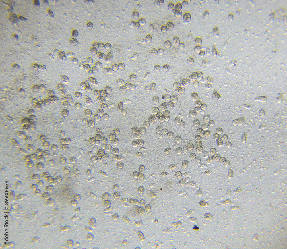 Chlamydomonas algae, paramecium ciliates and many bacteria through ...