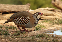 Chukar Bird In Brown Grass Free Stock Photo - Public Domain Pictures