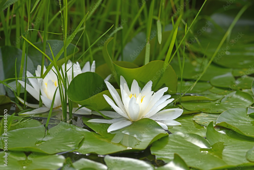 Weiße Seerose (Nymphaea alba) - white water rose Stock Photo | Adobe Stock