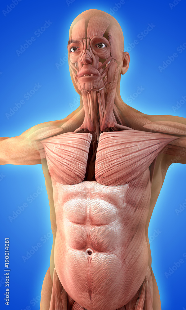 Human muscles on blue background Stock Illustration | Adobe Stock