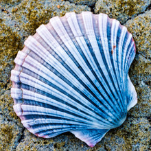 Fan Shells Free Stock Photo - Public Domain Pictures