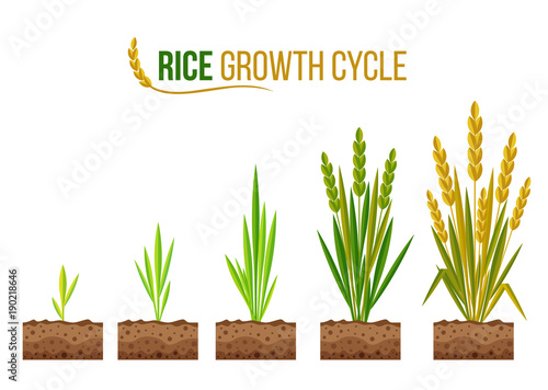 Rice Growth cycle 5 step vector design Stock Vector | Adobe Stock