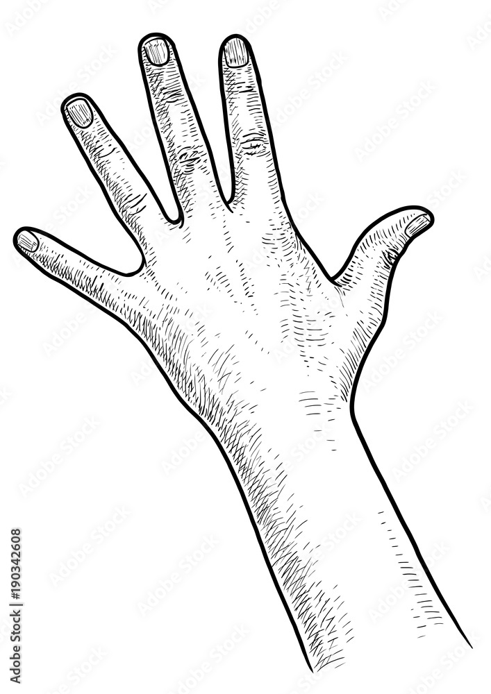 Hand illustration, drawing, engraving, ink, line art, vector Stock ...