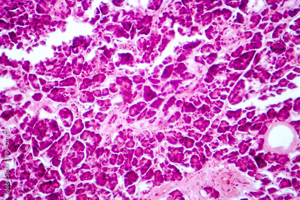 Histology of human pancreatic tissue. Light micrograph of pancreas ...