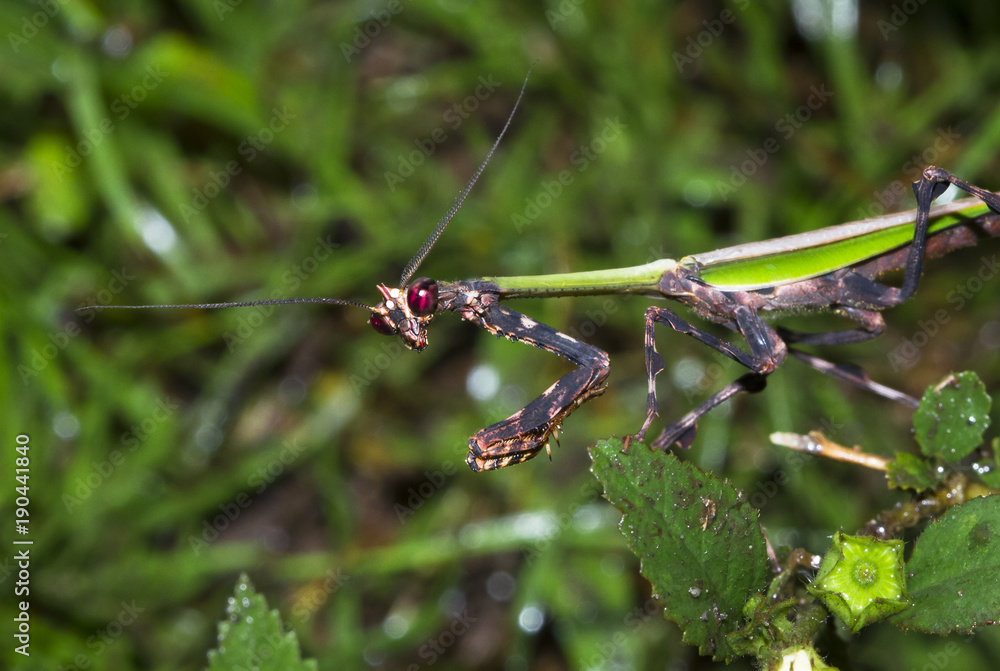 A praying mantis with long antennae and blood red eyes sits on a leaf ...