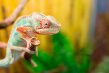 Kameleon Gratis Stock Foto - Public Domain Pictures