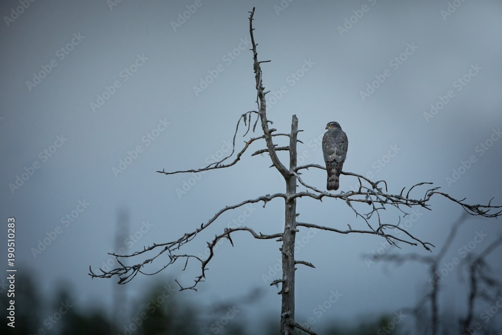 Accipiter nisus. Sparrowhawk is a slender raptor with short broad wings ...