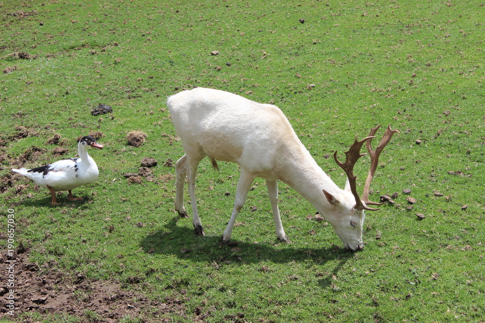 Venado Blanco Stock Photo | Adobe Stock