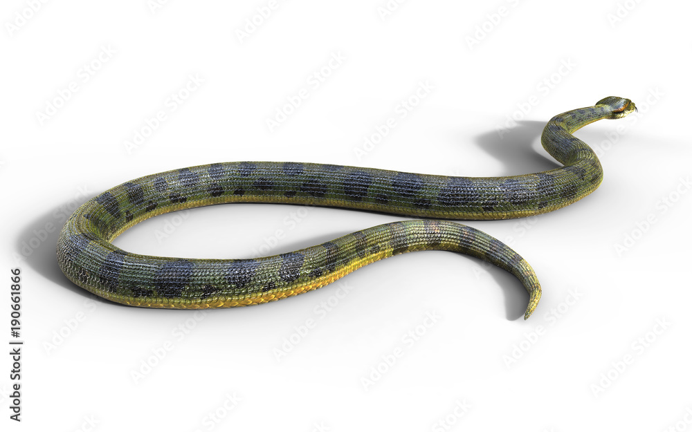3d Illustration Anaconda, Boa Constrictor The World's Biggest Venomous ...