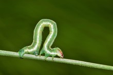 Inchworm In Motion Free Stock Photo - Public Domain Pictures