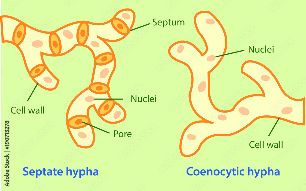 Vector illustration of different forms of hyphae. Colourful fungus ...