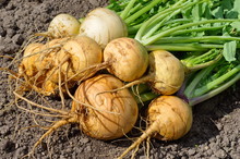 Turnips Free Stock Photo - Public Domain Pictures